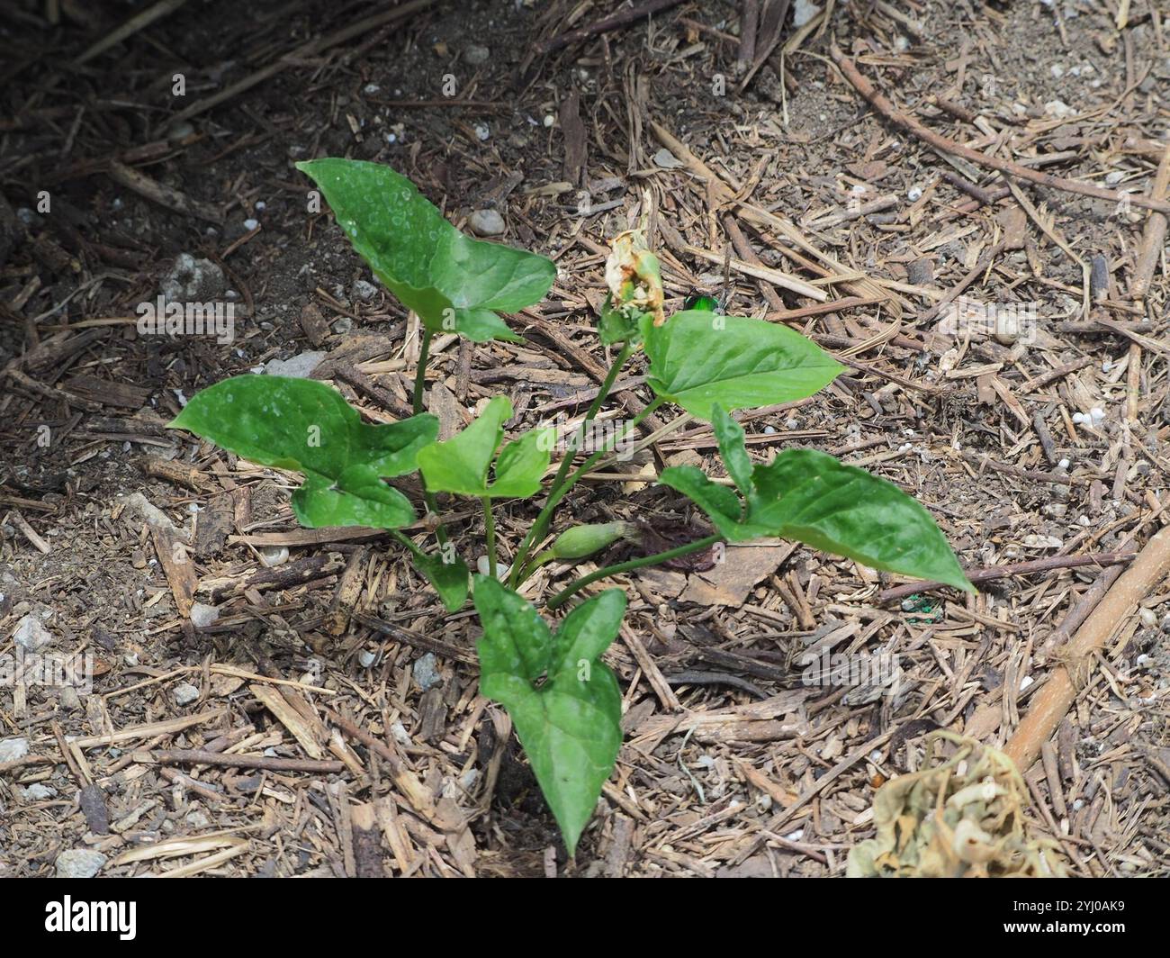 Divaricate Typhonium (Typhonium blumei Stock Photo - Alamy