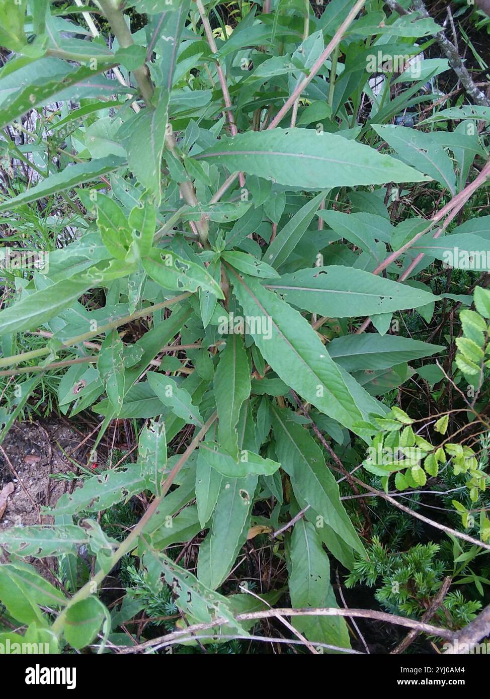 Swamp loosestrife decodon verticillatus hi-res stock photography and ...
