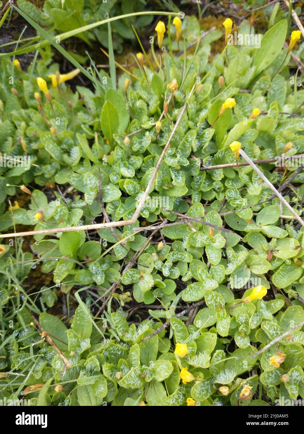 primrose monkeyflower (Erythranthe primuloides Stock Photo - Alamy