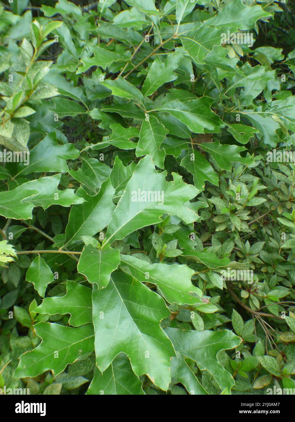 southern red oak (Quercus falcata Stock Photo - Alamy