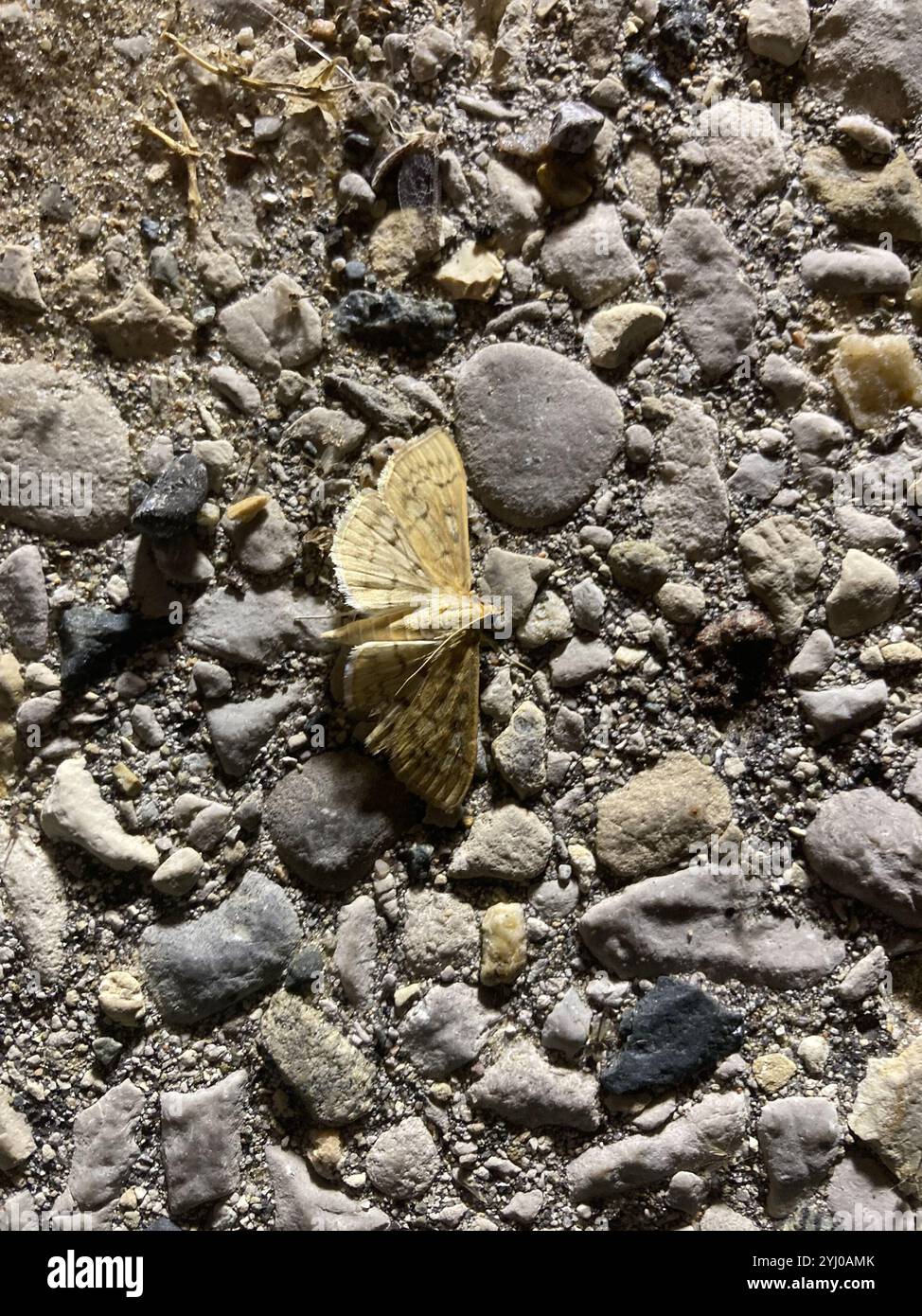 Herpetogramma hi-res stock photography and images - Alamy