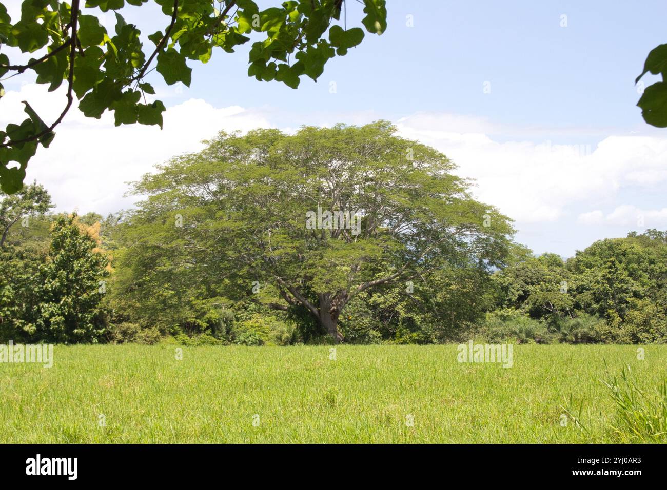 elephant ear tree (Enterolobium cyclocarpum Stock Photo - Alamy