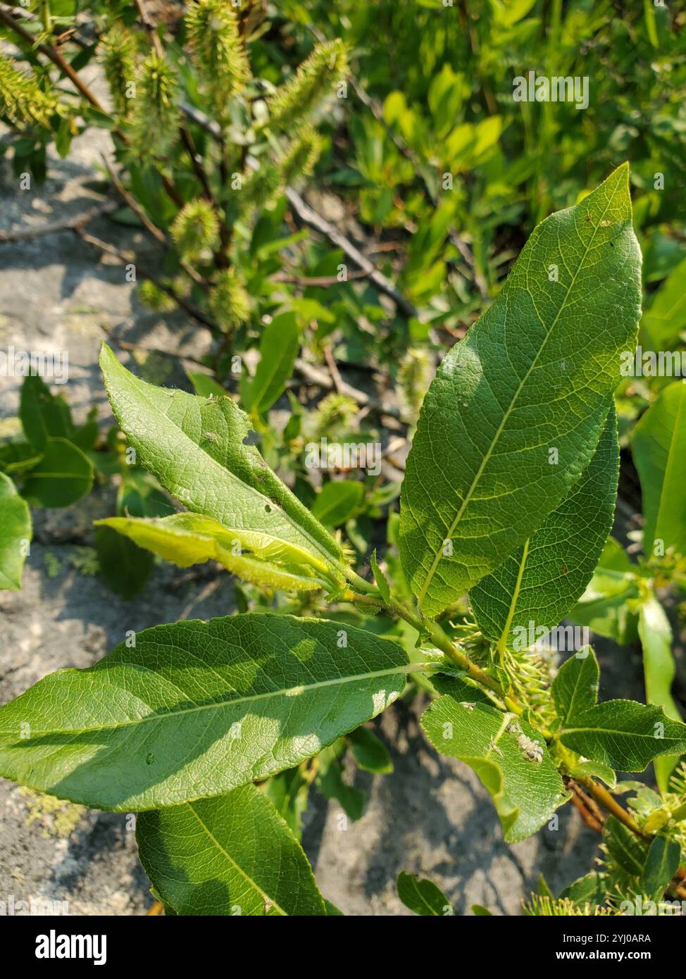 Boothii hi-res stock photography and images - Alamy