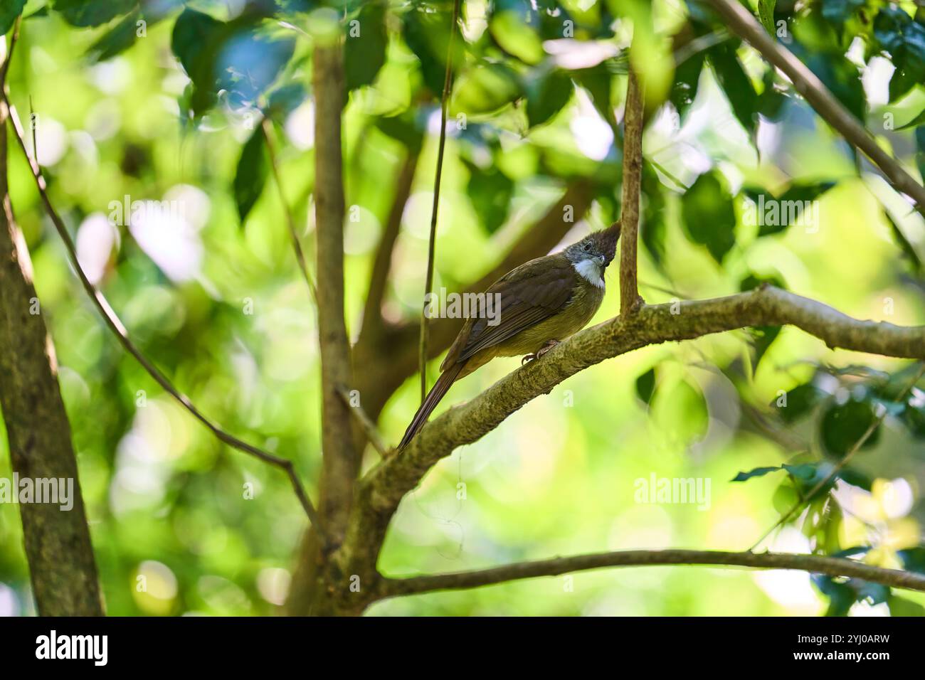 Wild birds living in the forest outdoors Stock Photo - Alamy