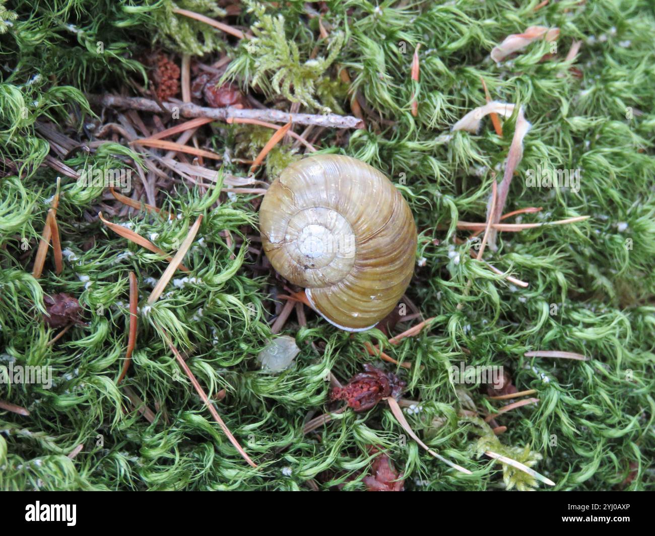 Lancetooth hi-res stock photography and images - Alamy