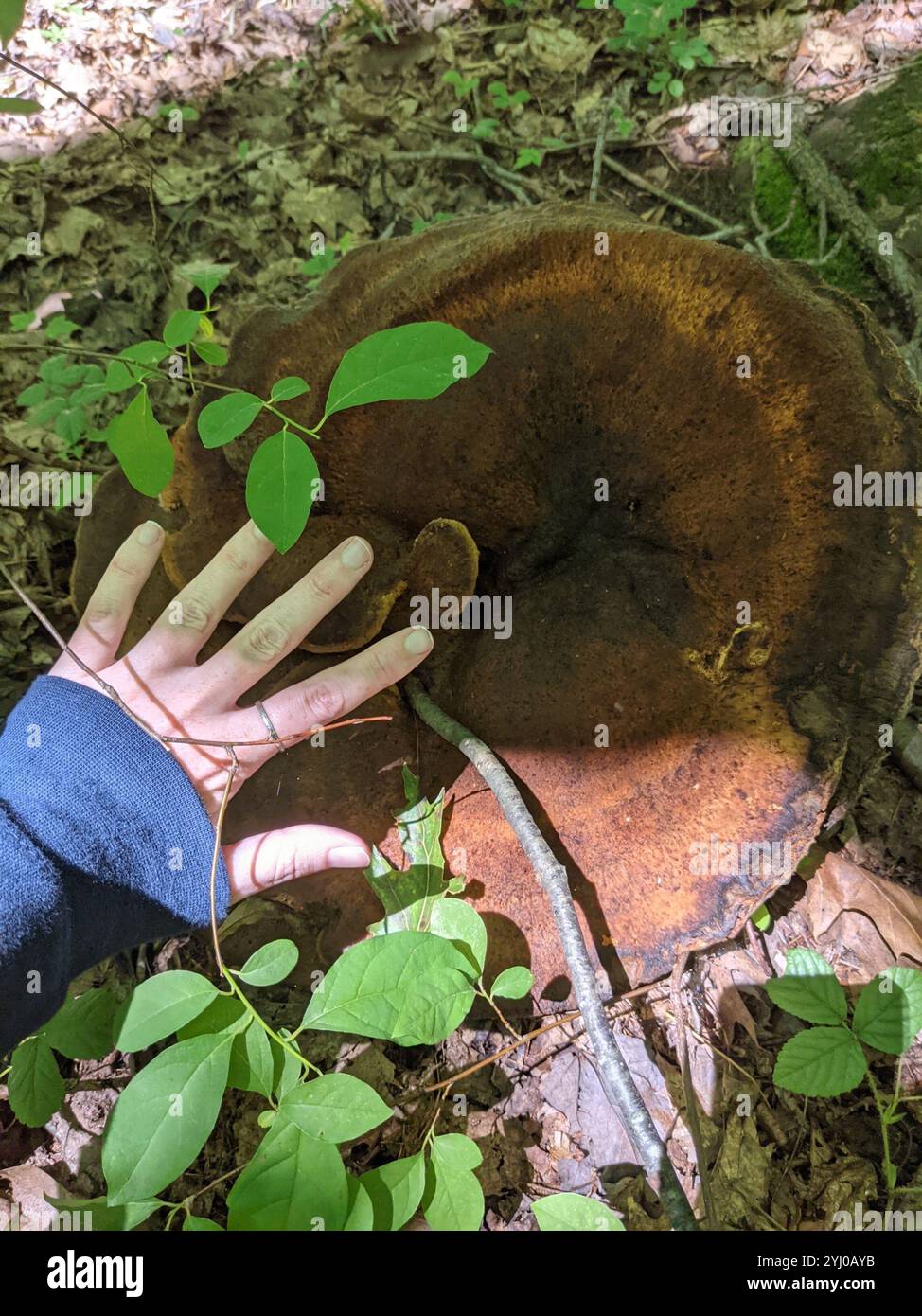 ash-tree bolete (Boletinellus merulioides Stock Photo - Alamy