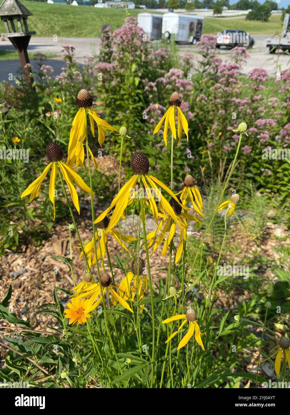 grey-headed coneflower (Ratibida pinnata Stock Photo - Alamy