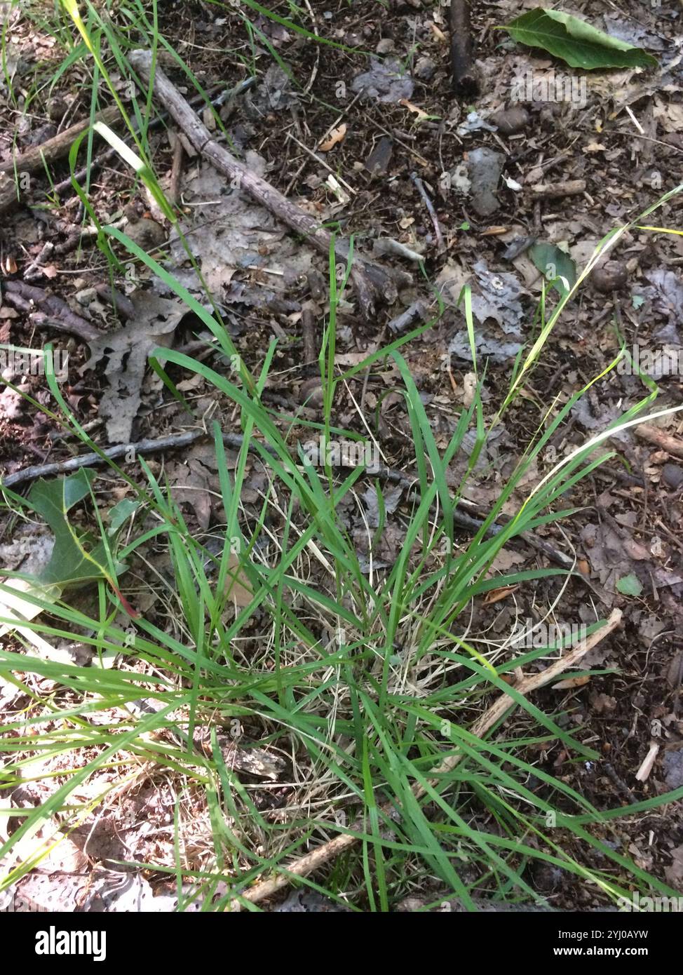 Oatgrass hi-res stock photography and images - Alamy