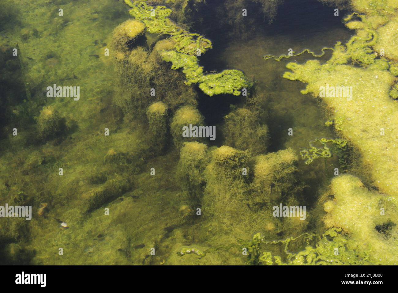 green algae (Chlorophyta Stock Photo - Alamy