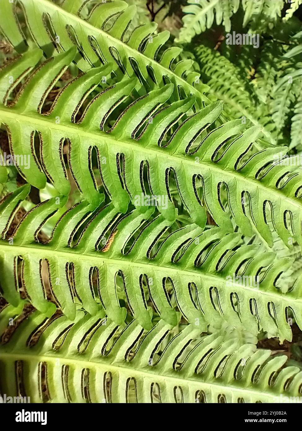 Pteridaceae family hi-res stock photography and images - Alamy