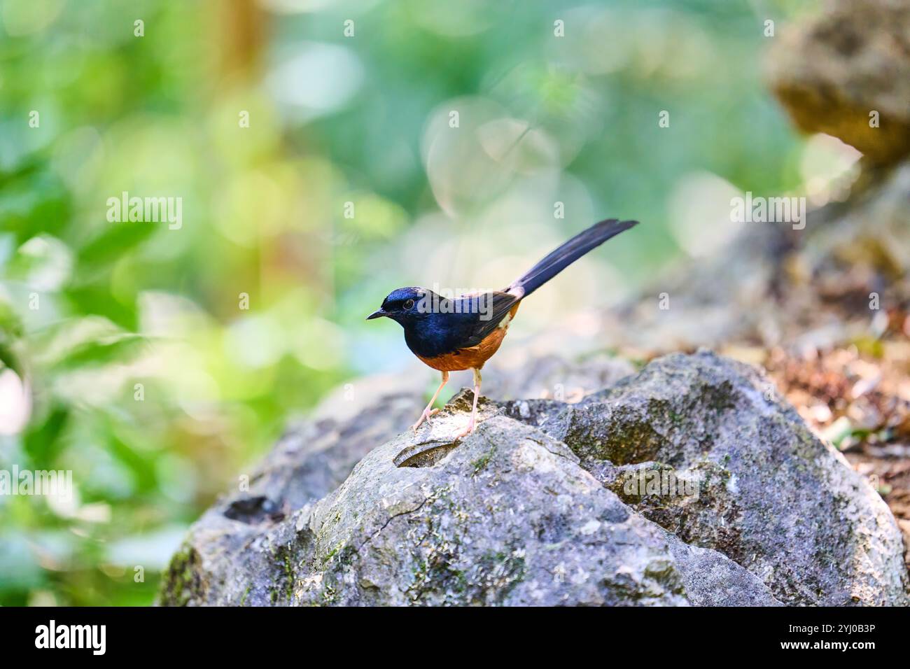 Wild birds living in the forest outdoors Stock Photo - Alamy