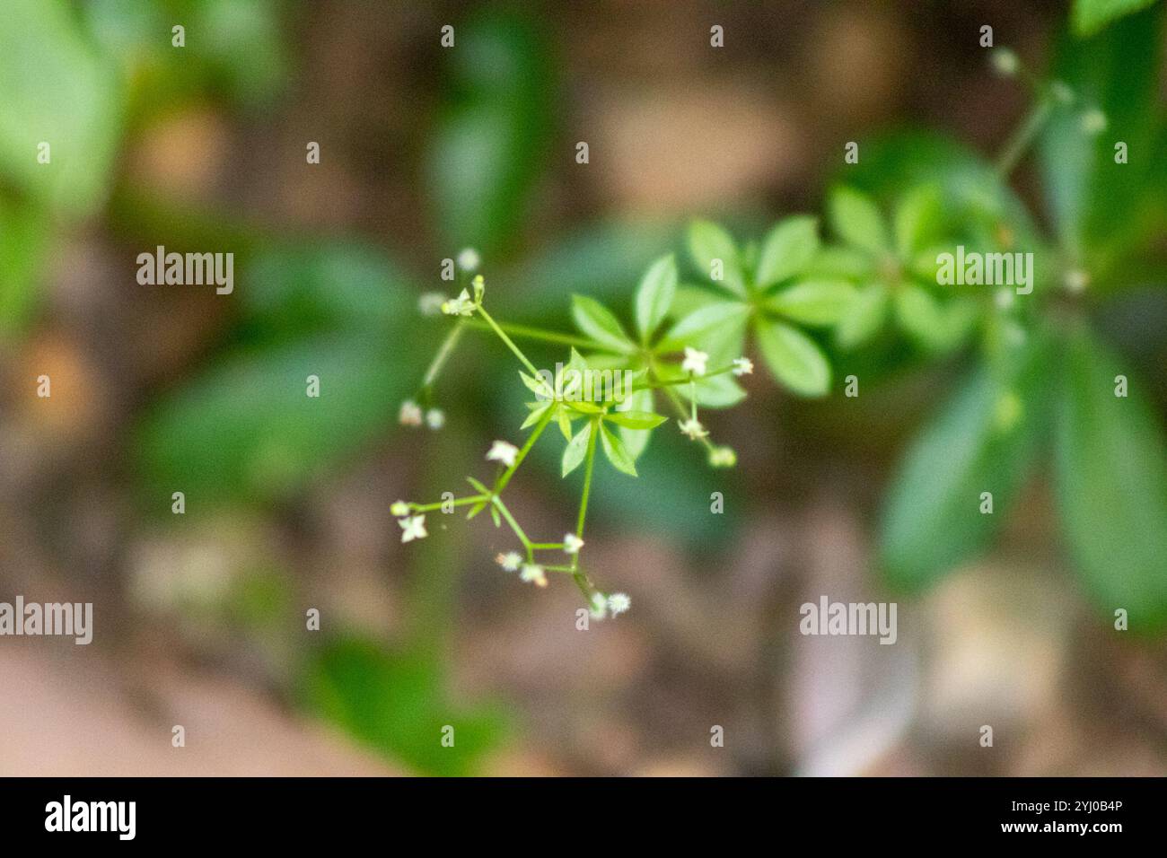 fragrant bedstraw (Galium triflorum Stock Photo - Alamy