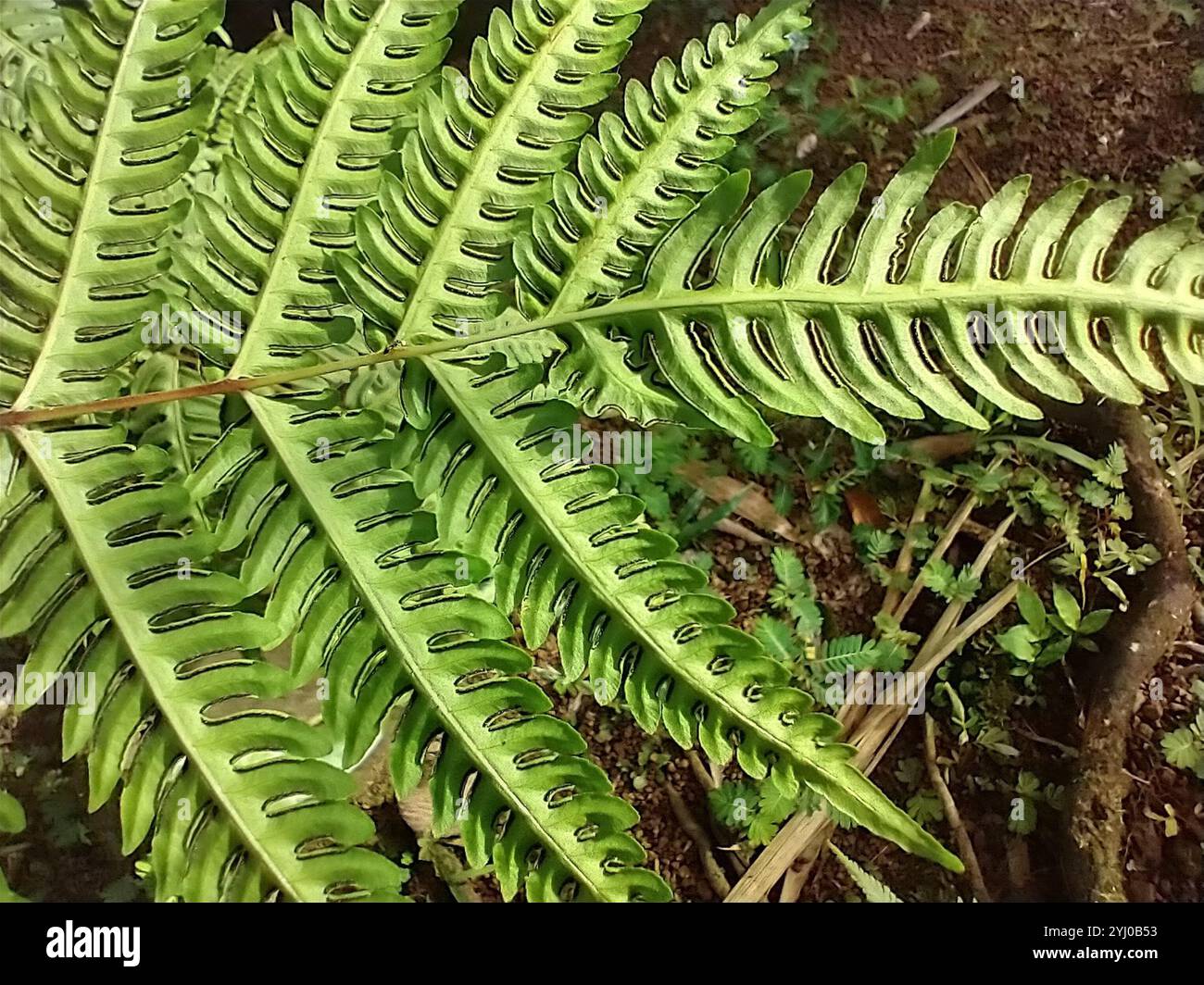 Pteridaceae family hi-res stock photography and images - Alamy
