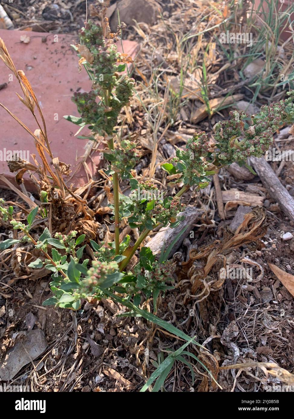 Chenopodioideae subfamily hi-res stock photography and images - Alamy