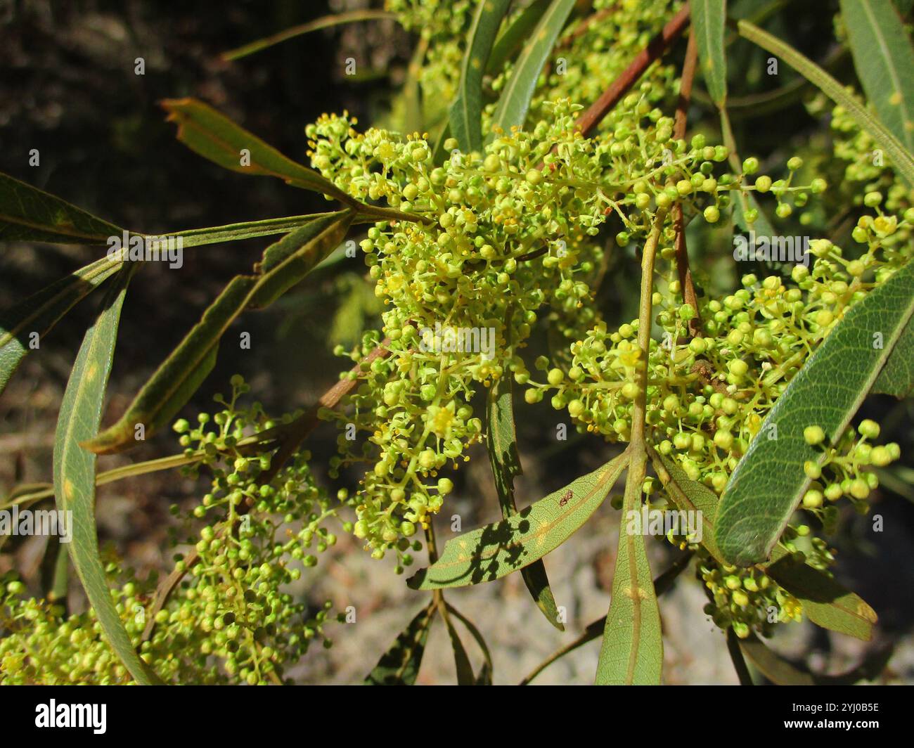 Searsia lancea hi-res stock photography and images - Alamy