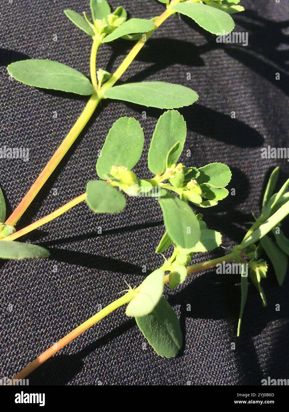 Thymeleaf Sandmat (Euphorbia serpillifolia Stock Photo - Alamy