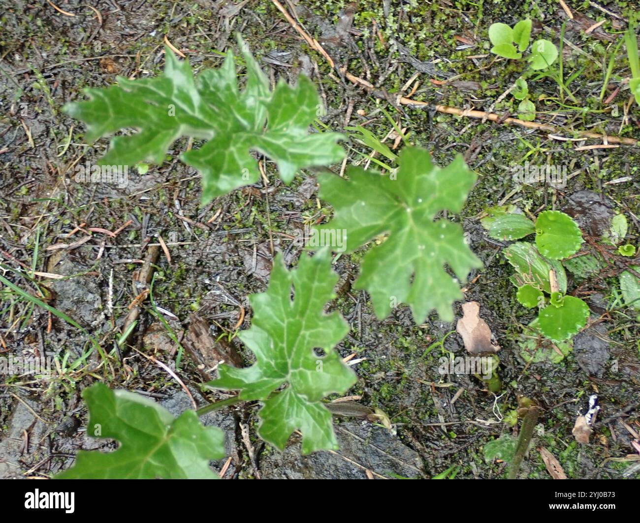 Arctic Butterbur (Petasites frigidus Stock Photo - Alamy