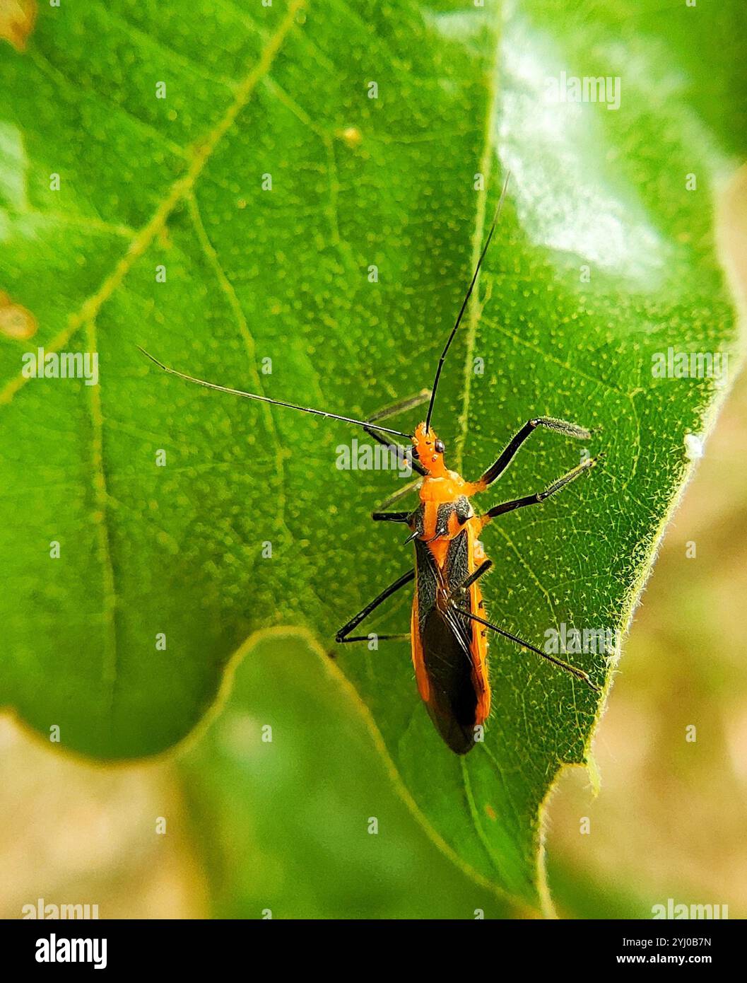 Red Bull Assassin Bug (Repipta taurus Stock Photo - Alamy