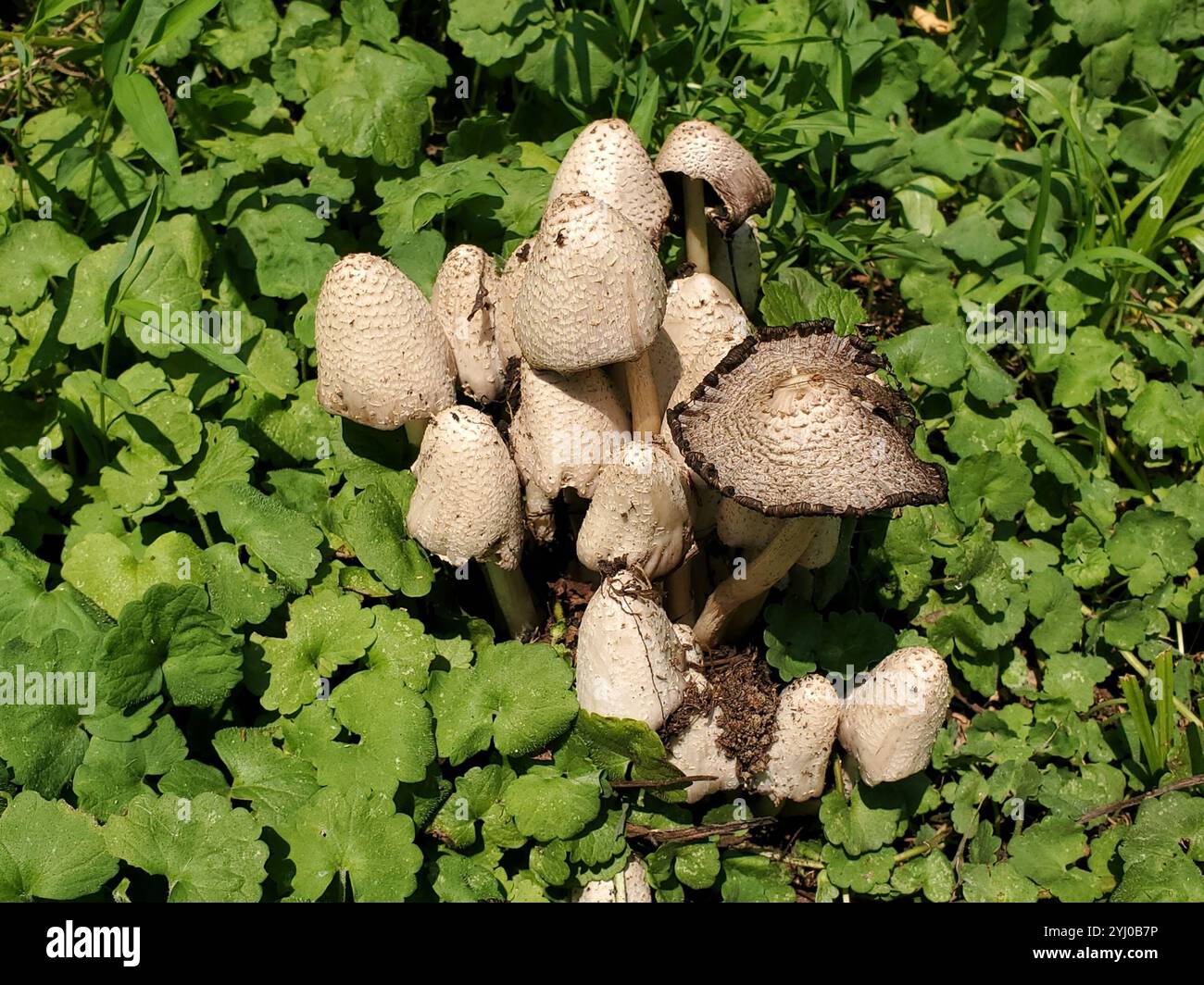 scaly ink cap (Coprinopsis variegata Stock Photo - Alamy