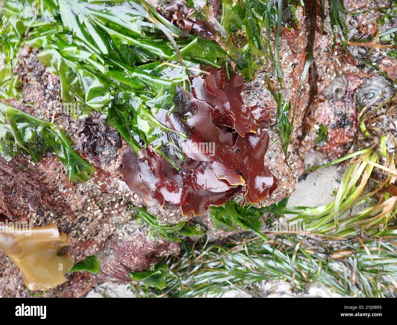 red algae (Rhodophyta Stock Photo - Alamy