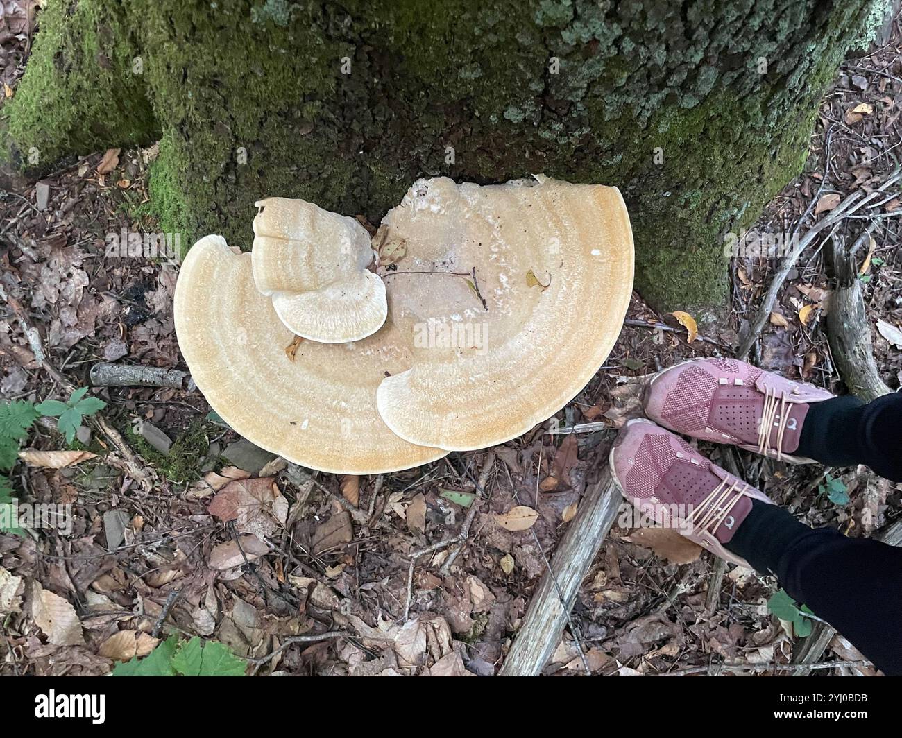 Berkeleys polypore hi-res stock photography and images - Alamy
