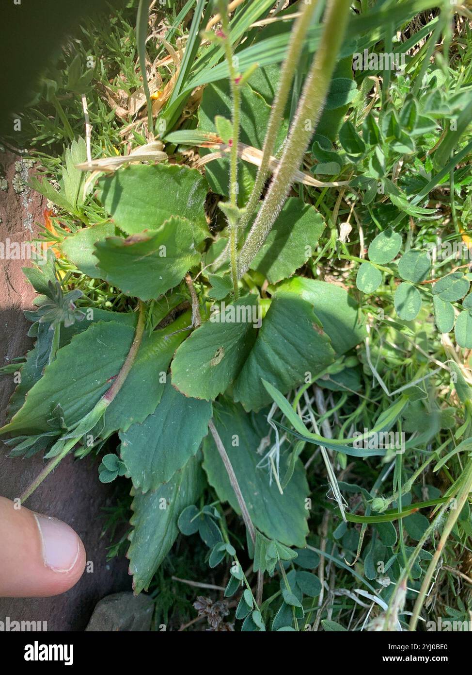 Western Saxifrage (Micranthes occidentalis Stock Photo - Alamy