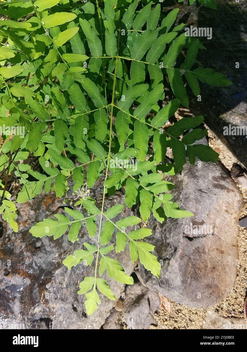 American Royal Fern (Osmunda spectabilis Stock Photo - Alamy