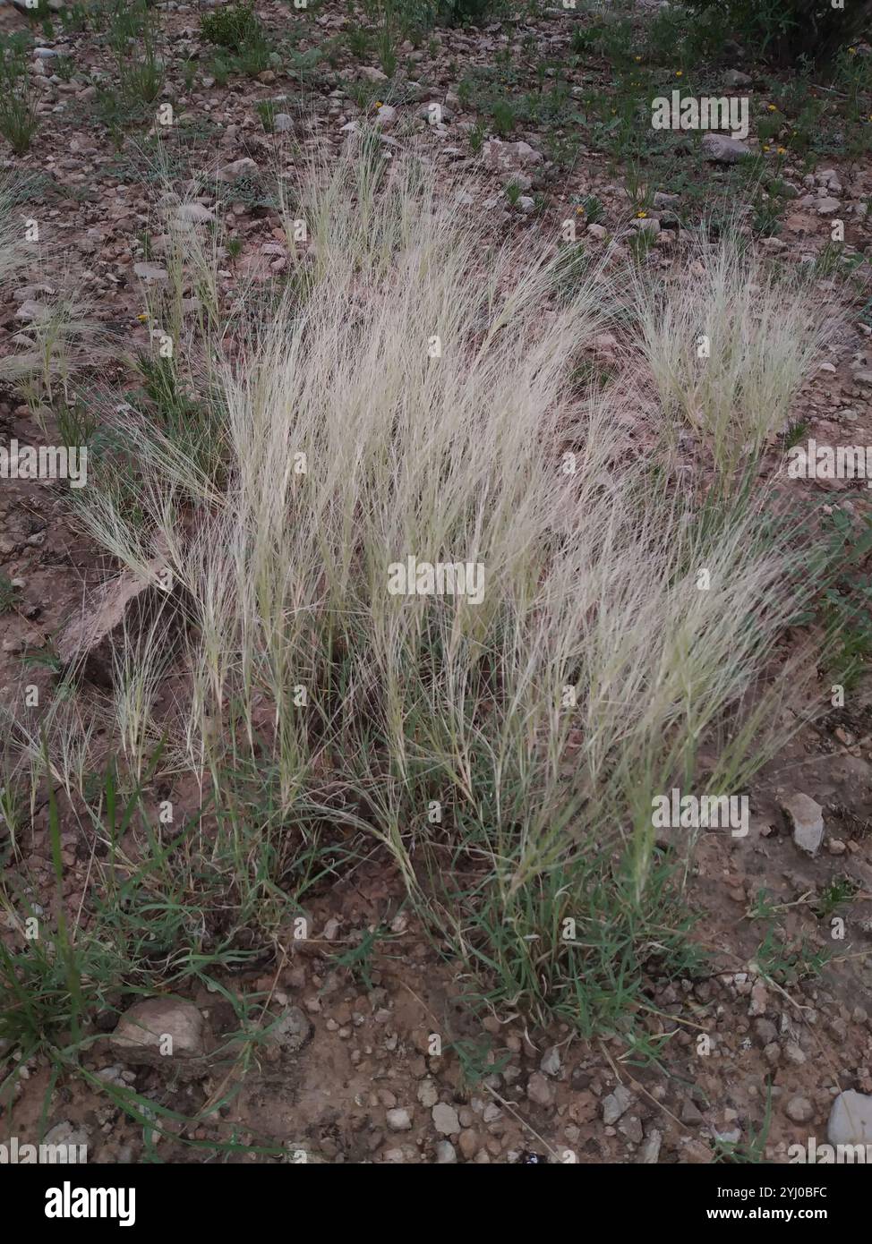 burrograss (Scleropogon brevifolius Stock Photo - Alamy