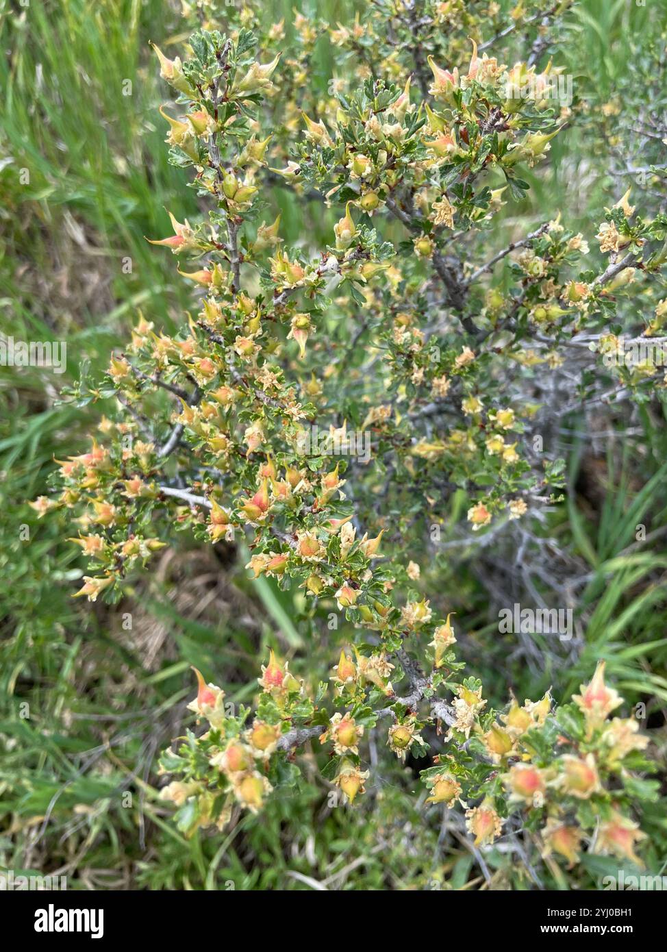Antelope bitterbrush hi-res stock photography and images - Alamy