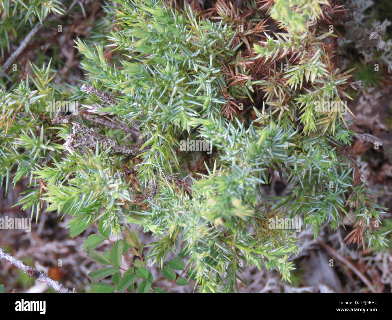 Seaside Juniper (Juniperus maritima Stock Photo - Alamy