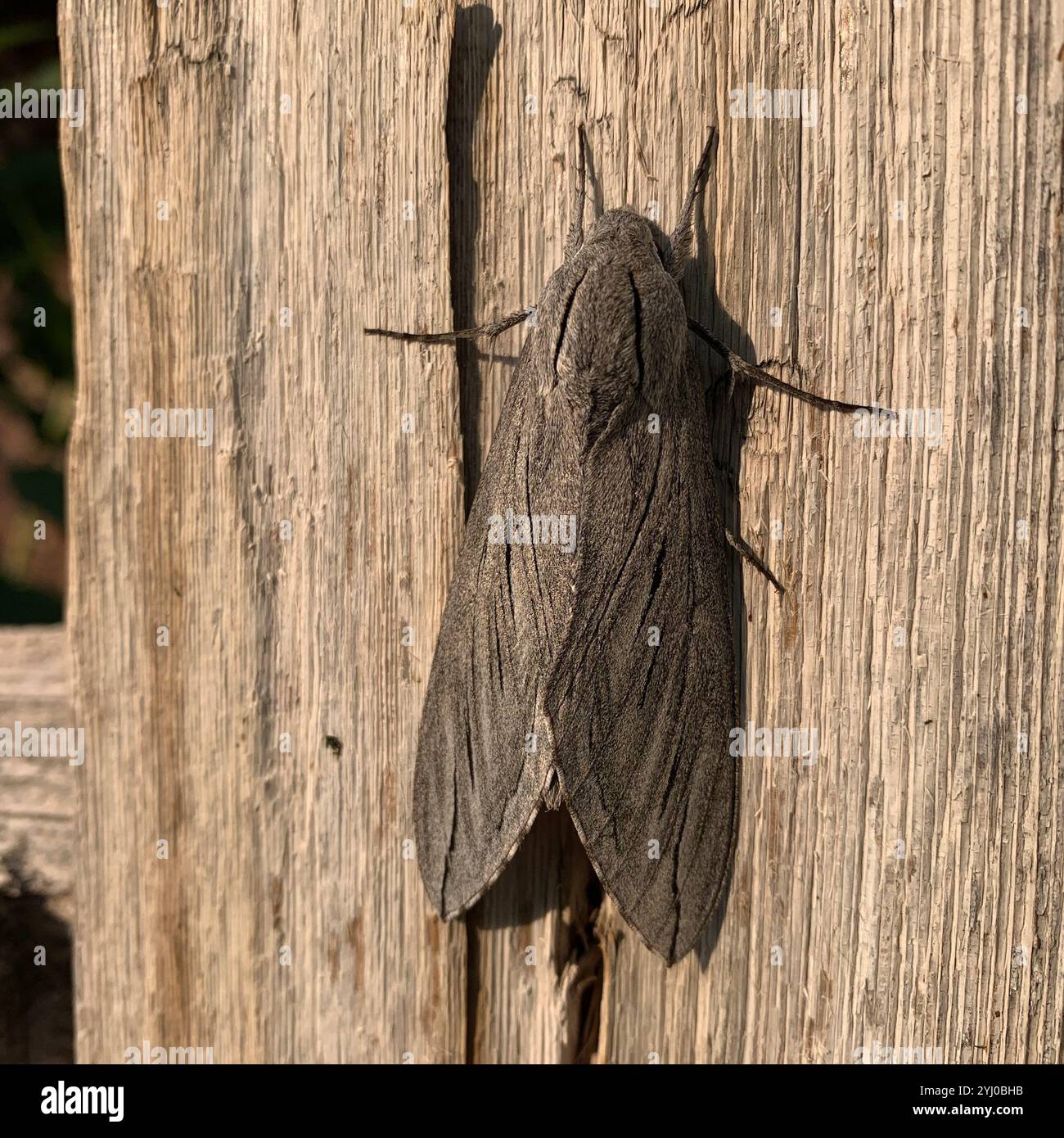 Chersis hi-res stock photography and images - Alamy