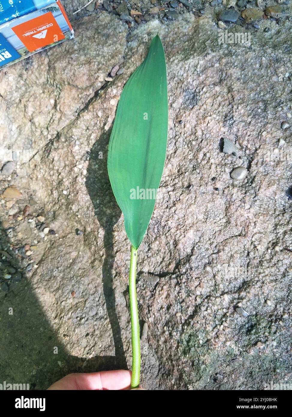 Golden club orontium aquaticum hi-res stock photography and images - Alamy