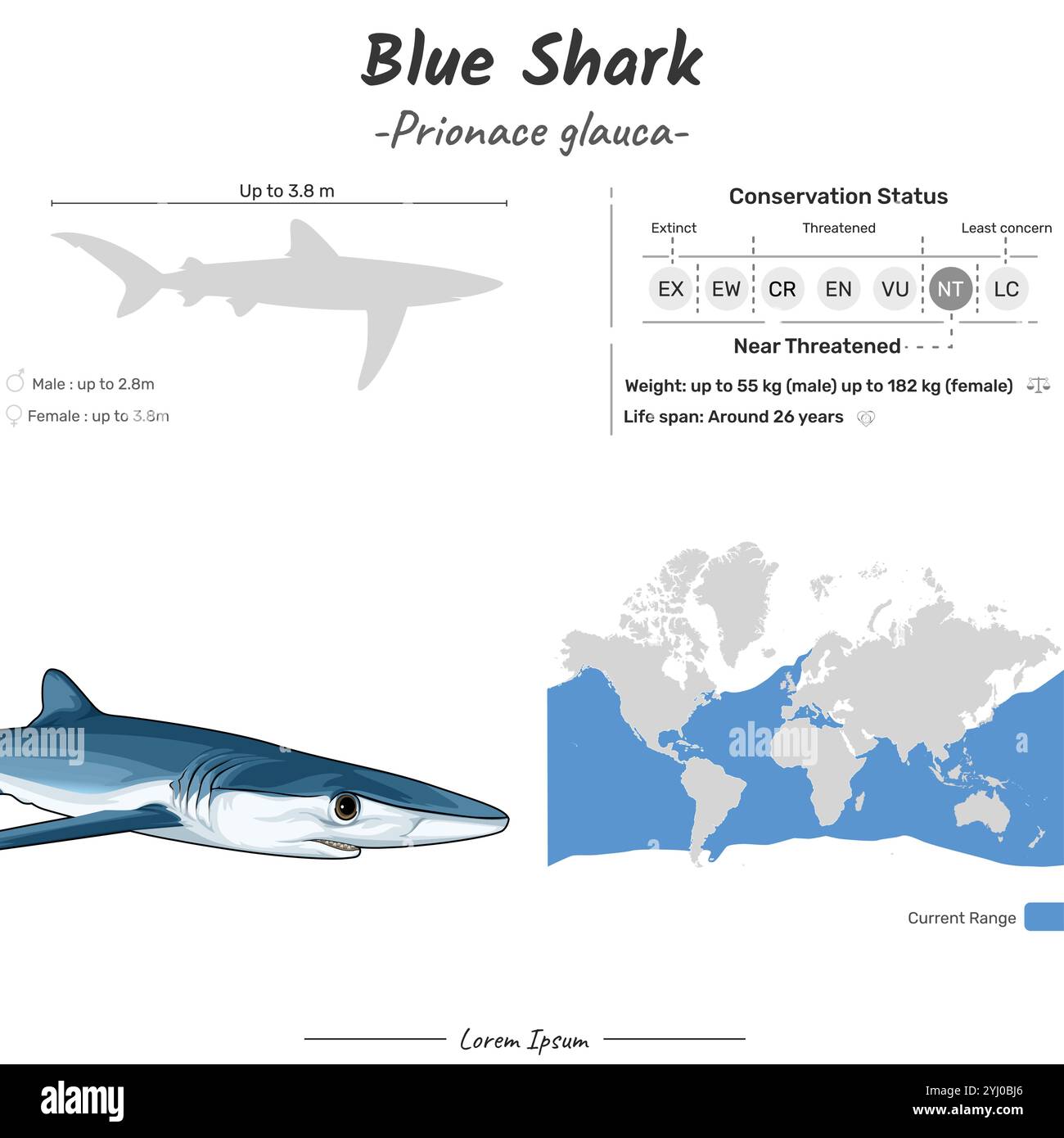 Prionace glauca Blue Shark geographic range. for fauna knowledge ...