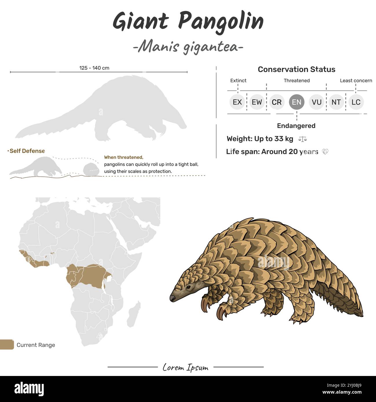 Infographic pangolin hi-res stock photography and images - Alamy