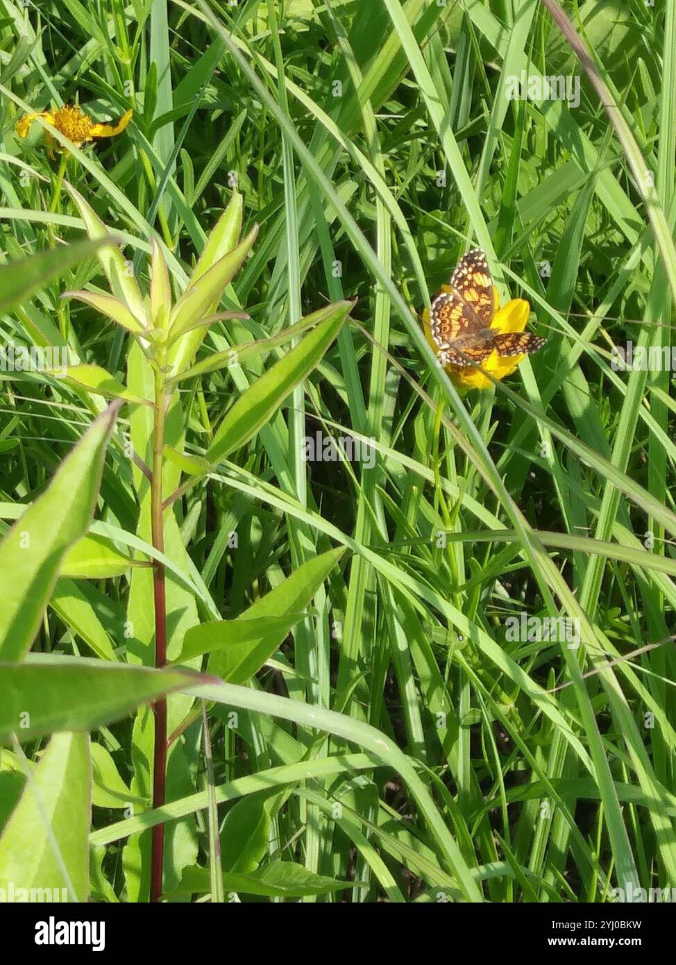 Gorgone checkerspot hi-res stock photography and images - Alamy