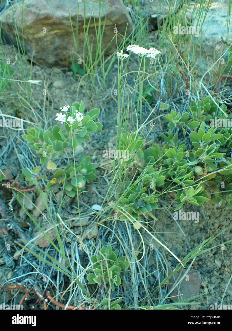 Sierra yampah (Perideridia parishii latifolia Stock Photo - Alamy