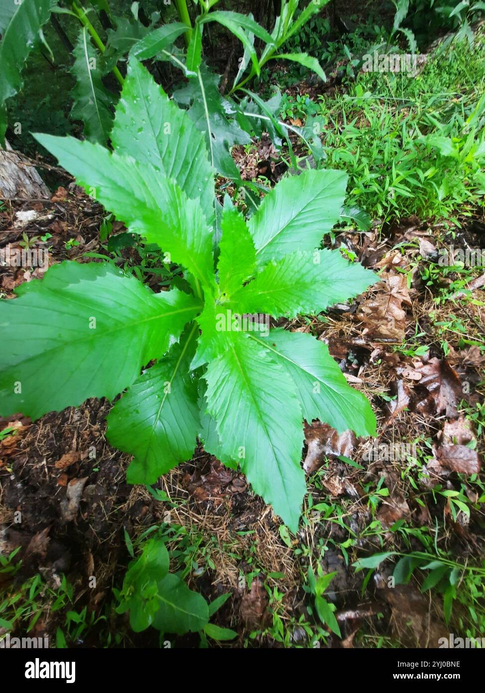 American burnweed (Erechtites hieraciifolius Stock Photo - Alamy