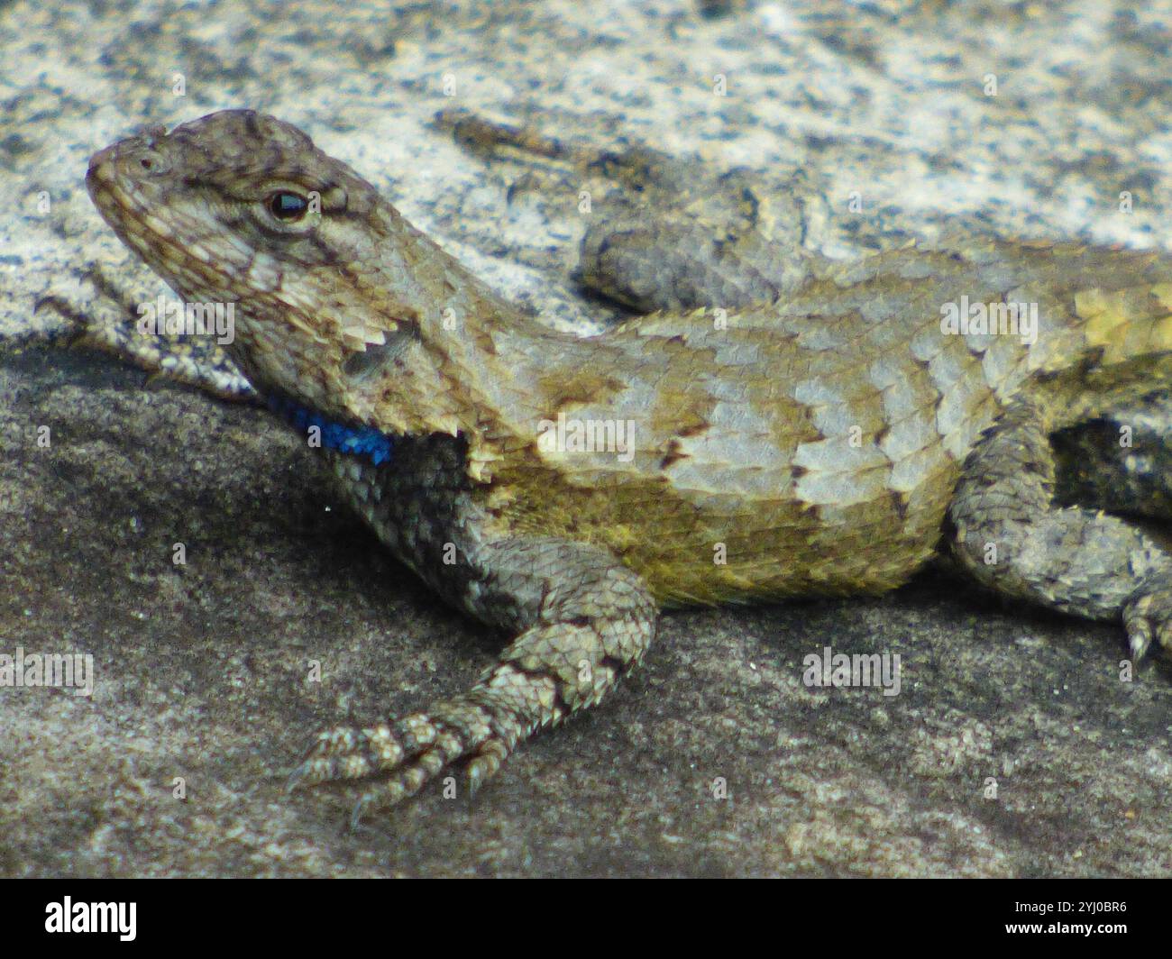 Eastern Fence Lizard (Sceloporus undulatus Stock Photo - Alamy