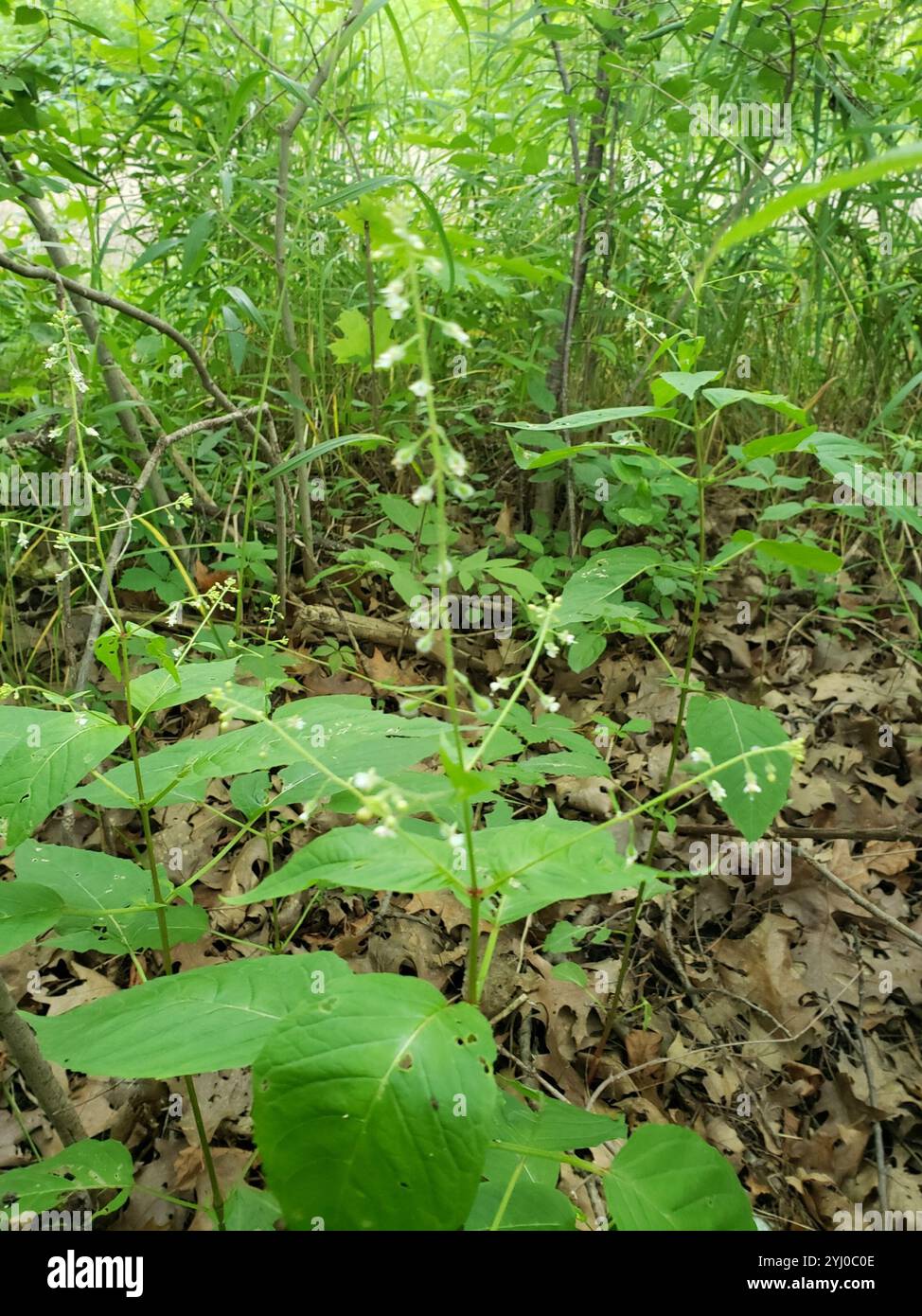 broadleaf enchanter's nightshade (Circaea canadensis Stock Photo - Alamy
