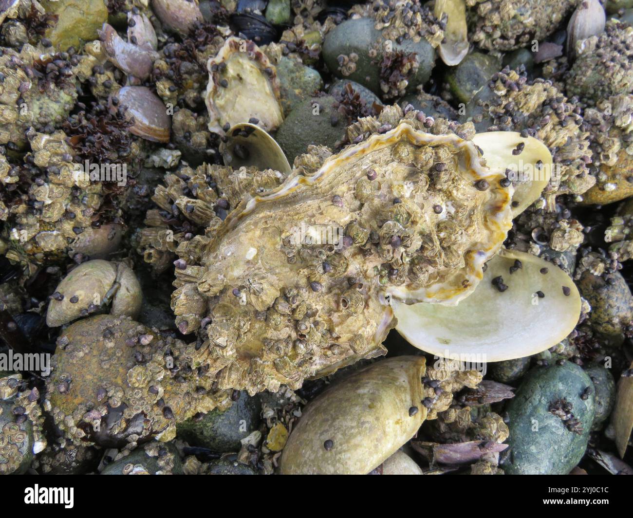 Pacific Oyster (Magallana gigas Stock Photo - Alamy