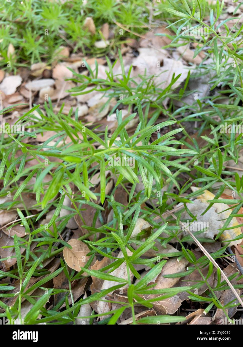 African Asparagus (Asparagus aethiopicus Stock Photo - Alamy