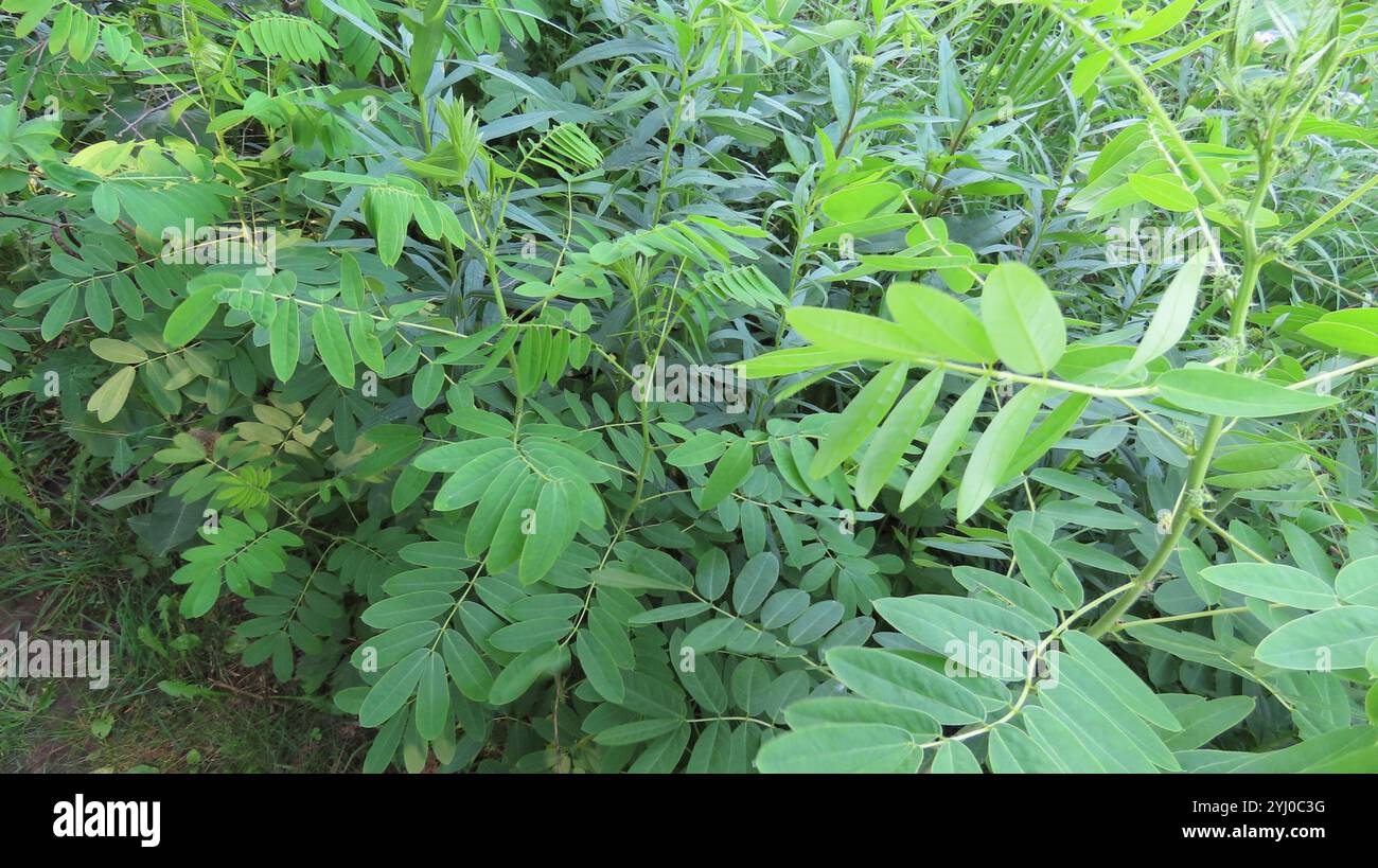 American senna (Senna hebecarpa Stock Photo - Alamy