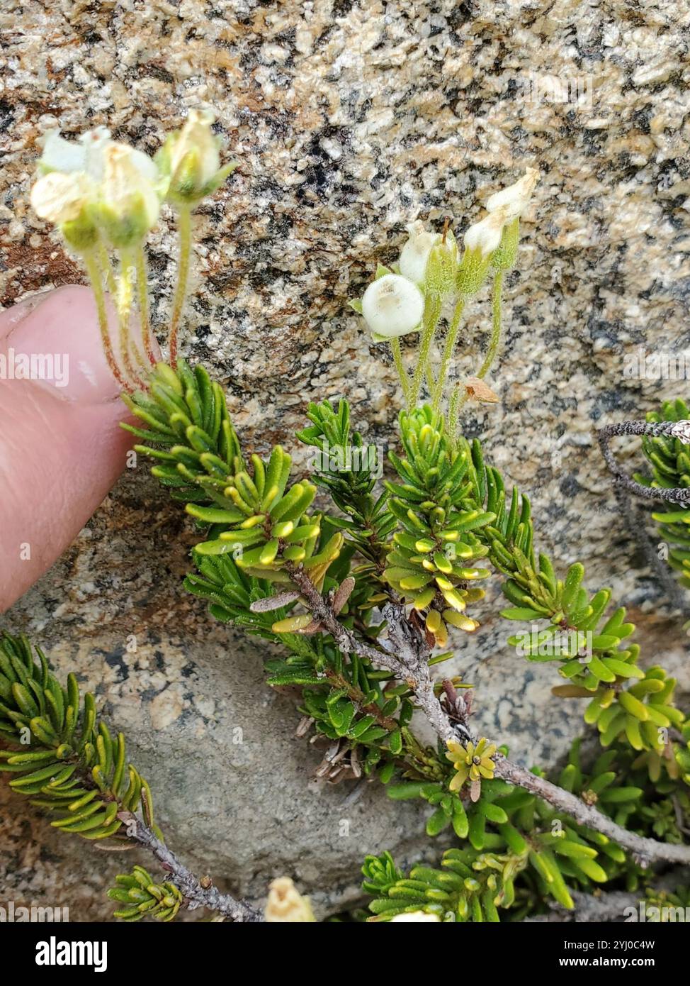 Yellow Mountain-heath (Phyllodoce glanduliflora Stock Photo - Alamy