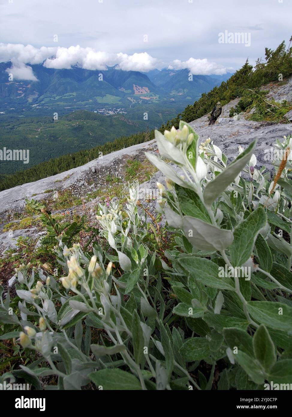 Littleleaf Silverback (Luina hypoleuca Stock Photo - Alamy