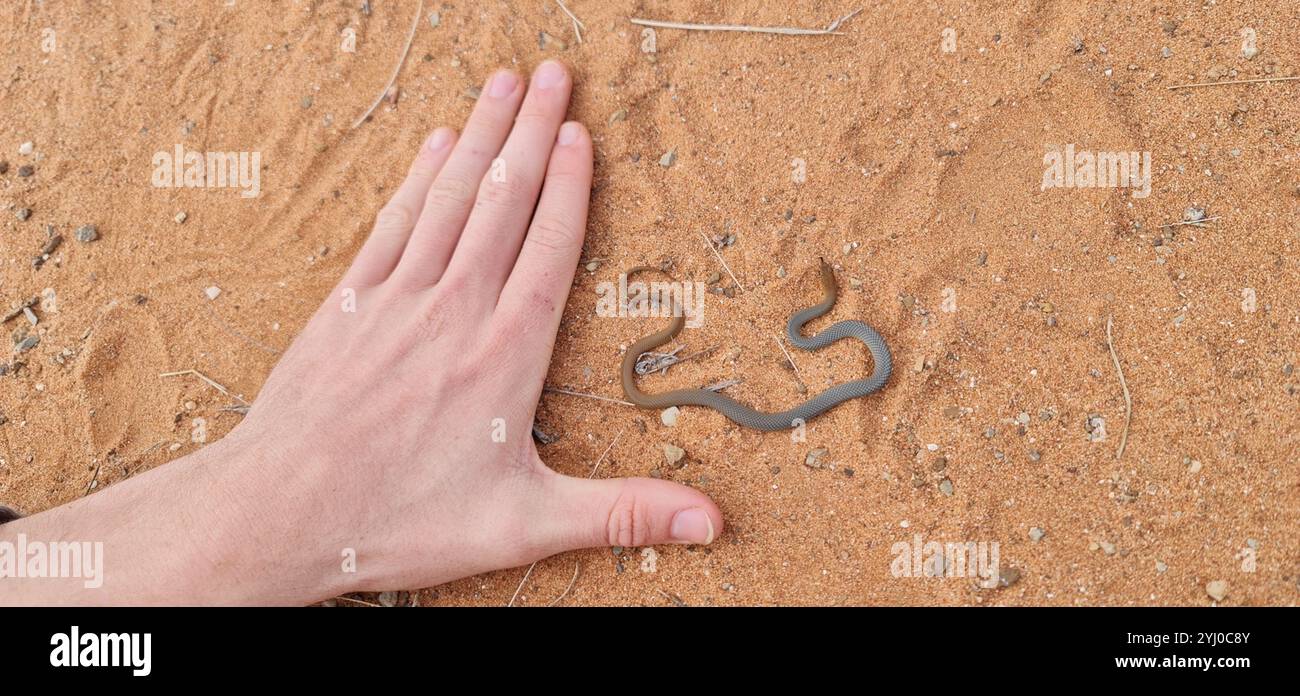 Central Whipsnake (Demansia cyanochasma Stock Photo - Alamy