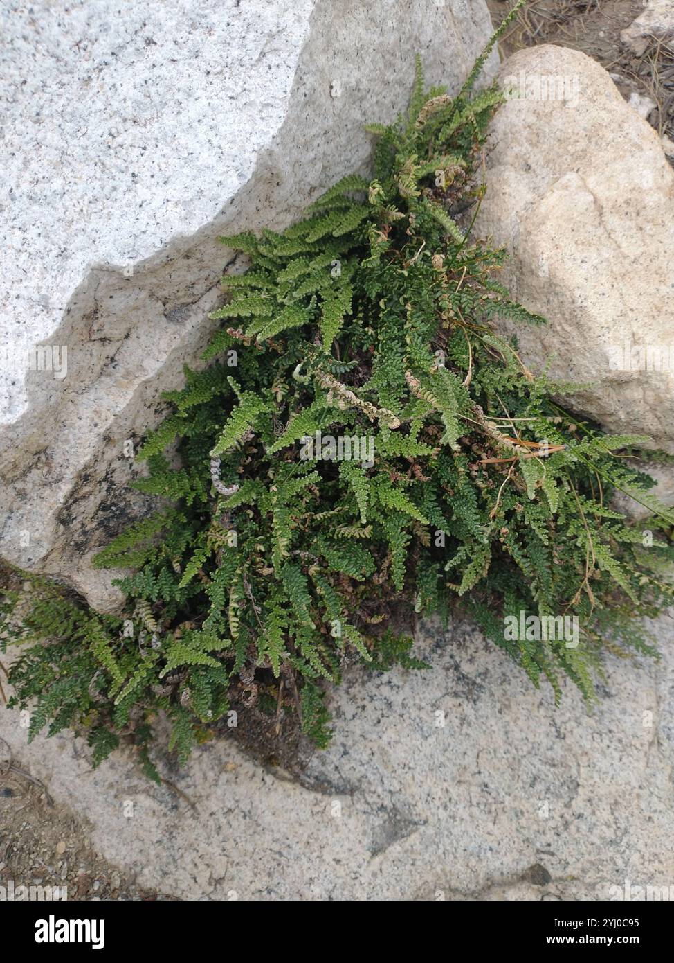 lace lip fern (Myriopteris gracillima Stock Photo - Alamy