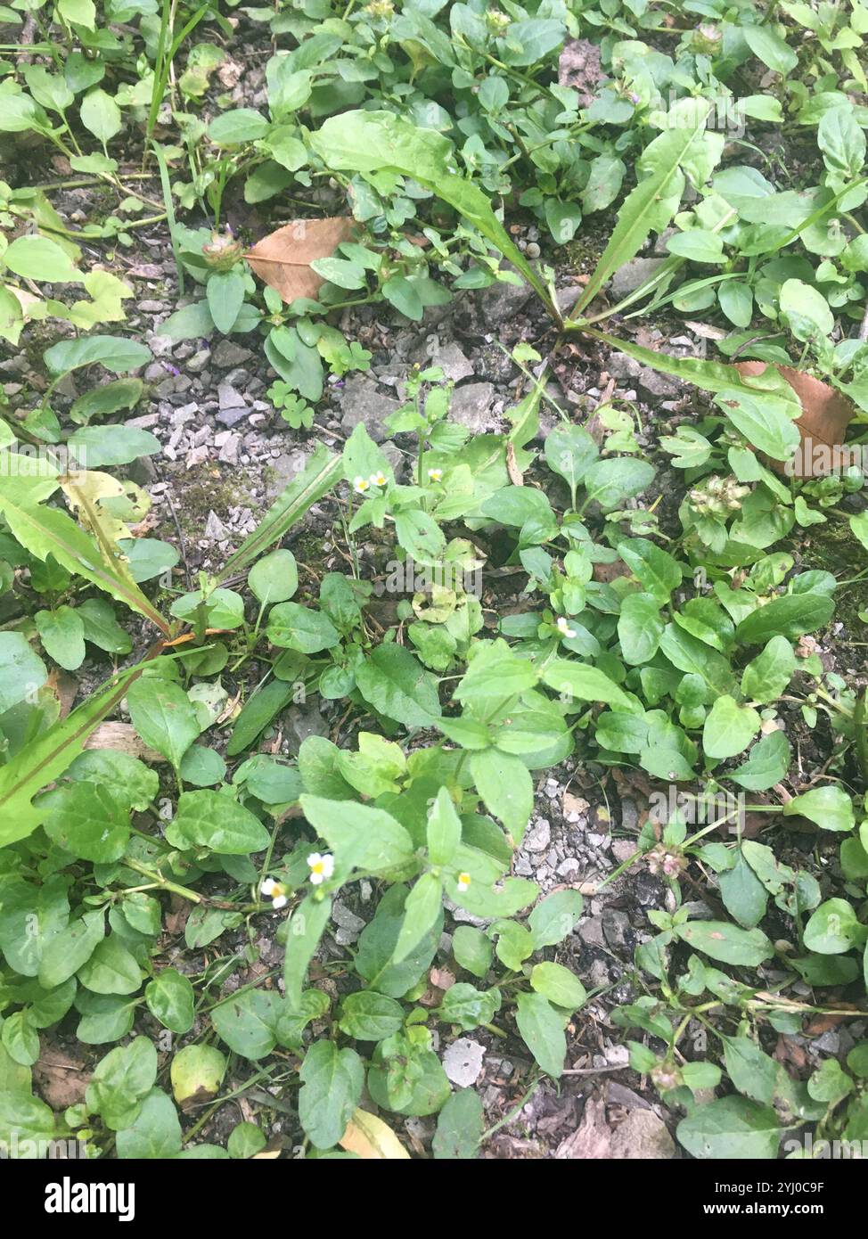 shaggy soldier (Galinsoga quadriradiata Stock Photo - Alamy