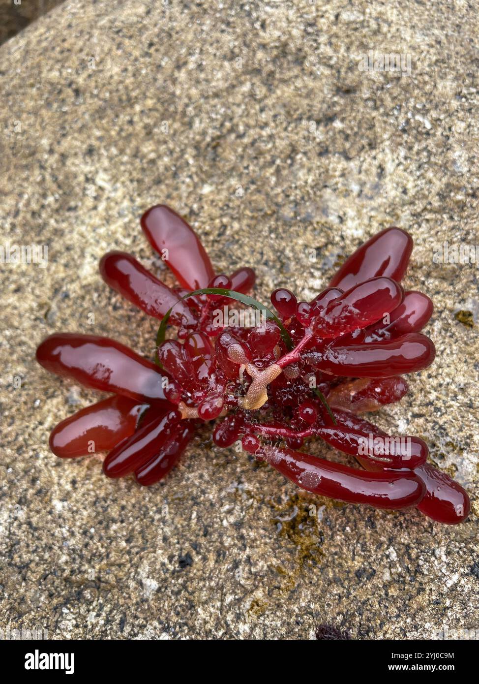 Red Sea Grapes (Botryocladia pseudodichotoma Stock Photo - Alamy