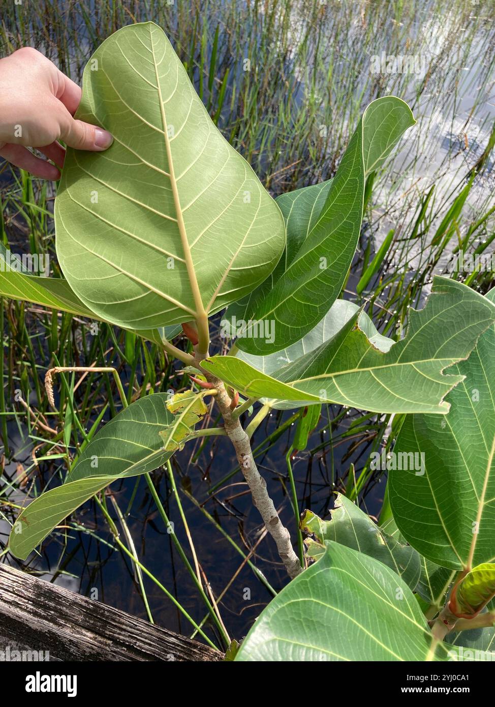 Mountain Fig (Ficus altissima Stock Photo - Alamy