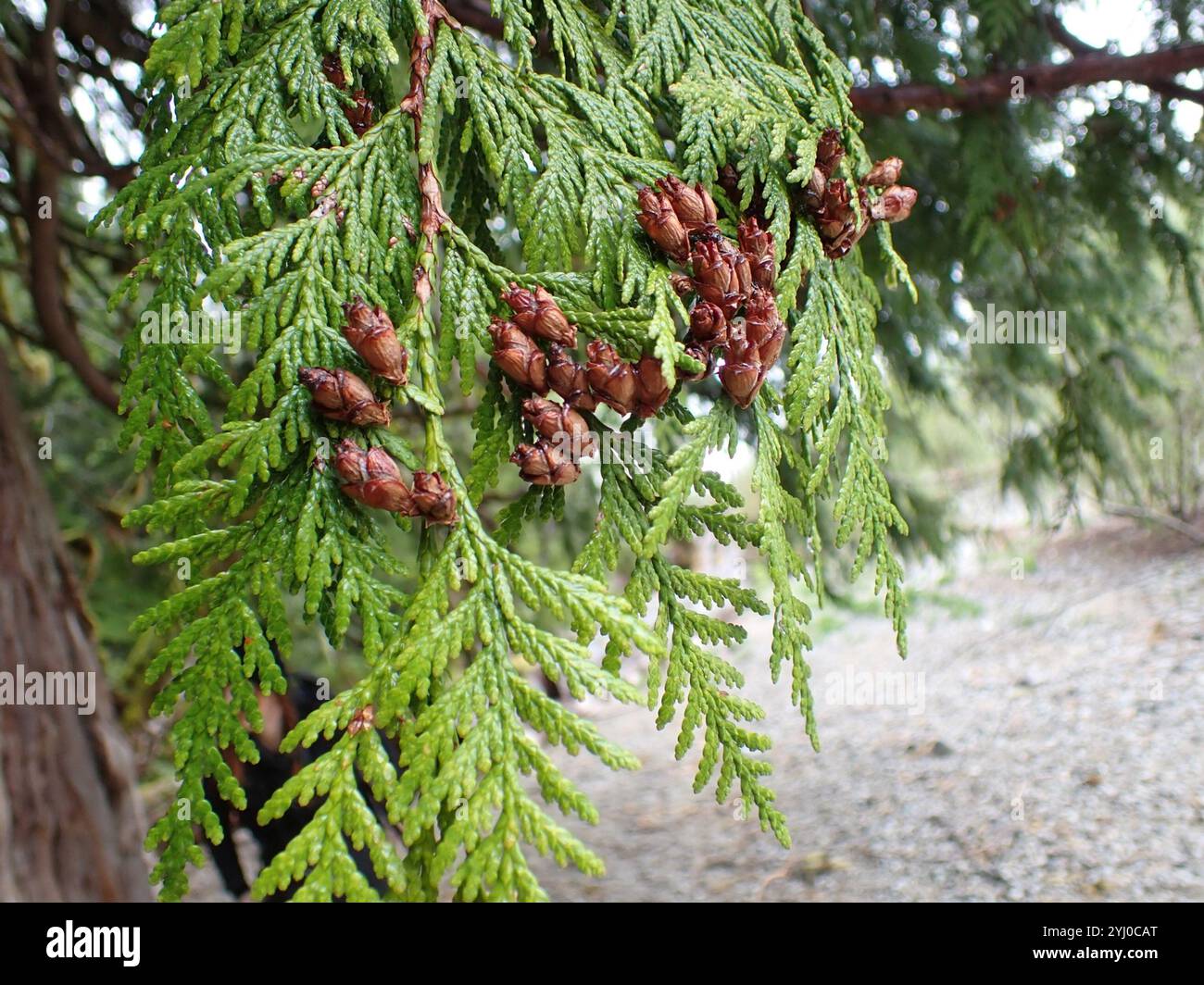 western redcedar (Thuja plicata Stock Photo - Alamy